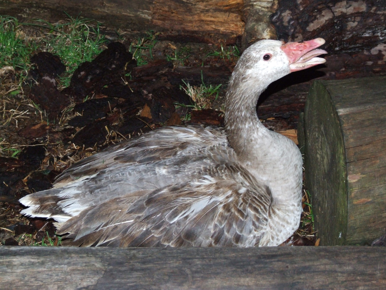 Legacy of the Cotton Patch Goose - Backyard Poultry